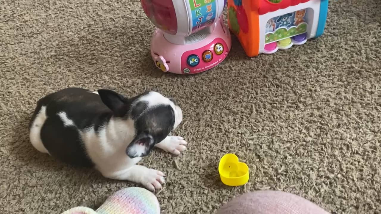Ingrid - French Bulldog puppy for sale on Vimeo