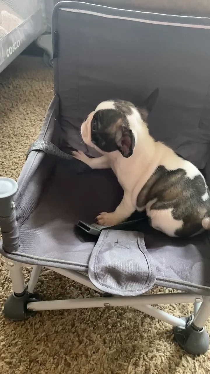 Ingrid - French Bulldog puppy for sale on Vimeo