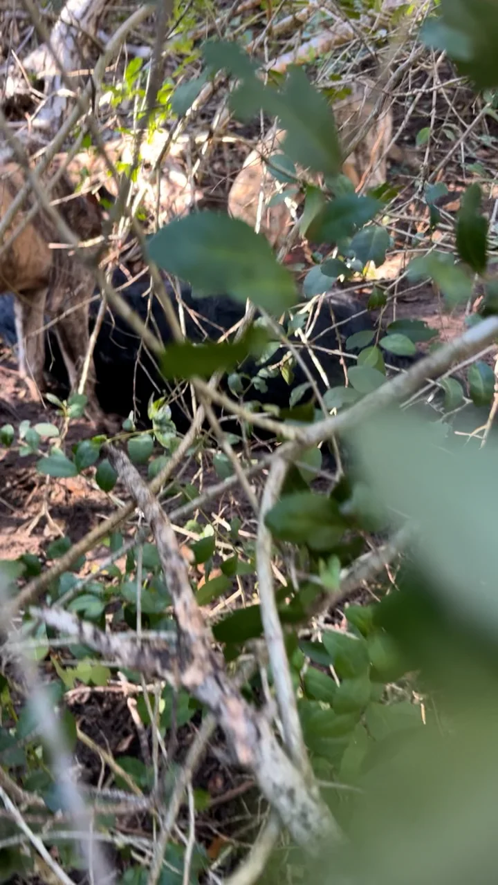 House boar
