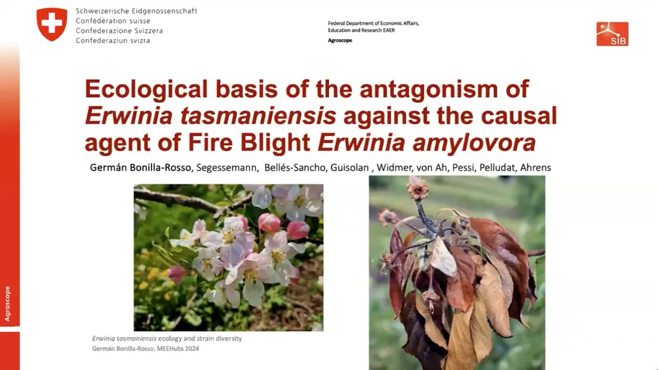 Ecological basis of the antagonism of Erwinia tasmaniensis against the ...