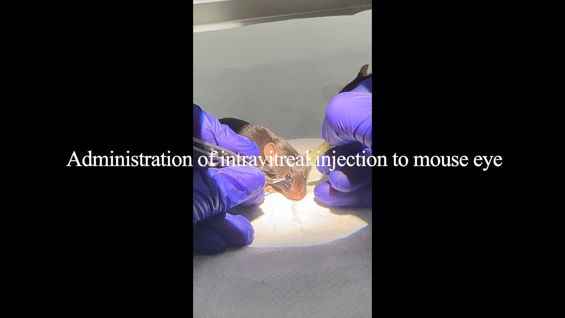 Intravitreal Injection to Mouse Eye