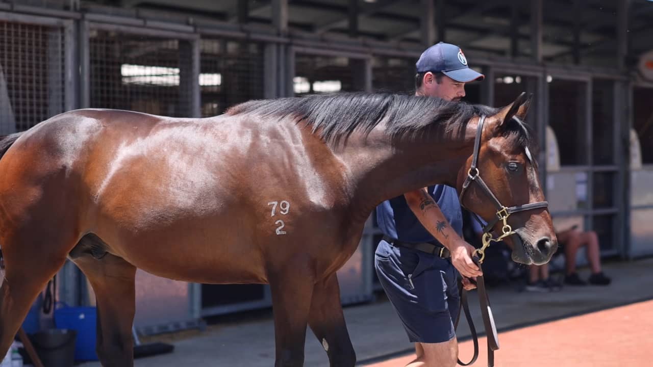 Sale Parade: Lot 321 - Wootton Bassett (GB) x Typhoon Tess (11 Jan 24 ...