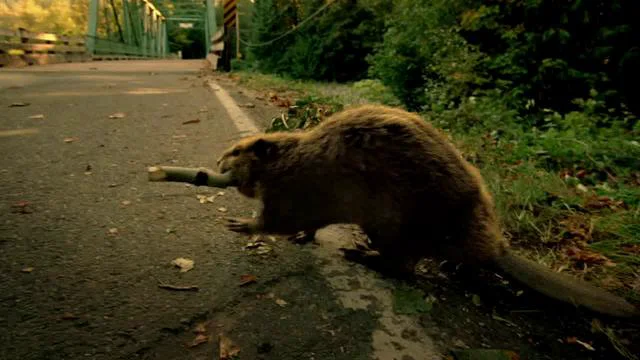 Bridgestone - Beaver