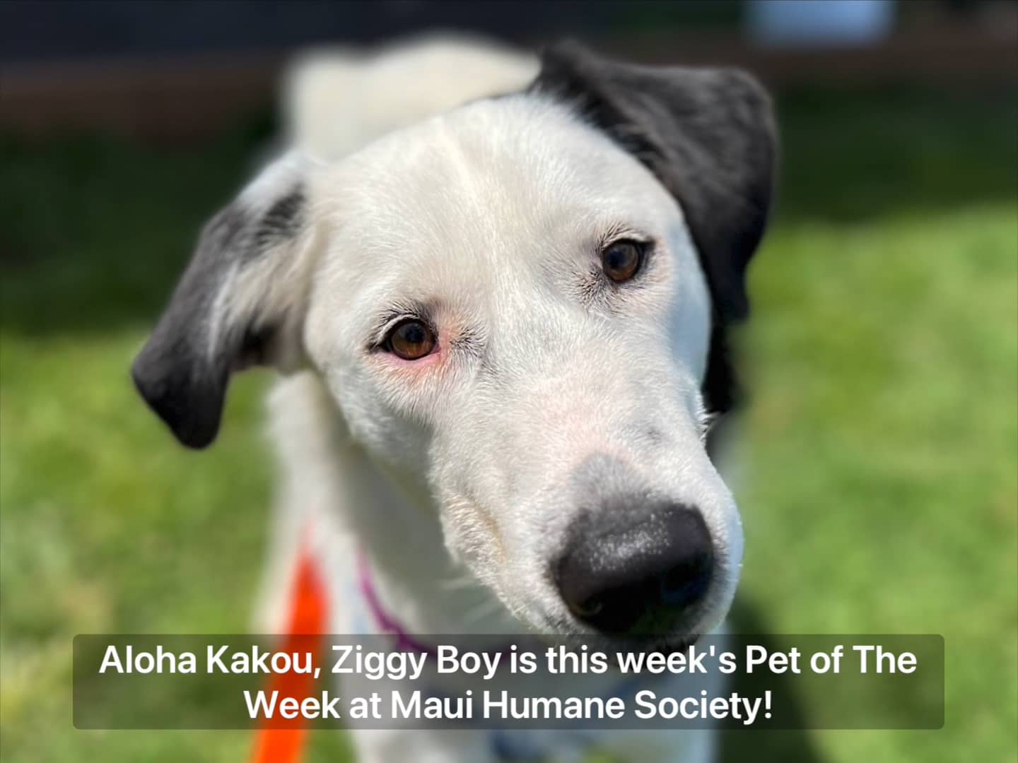 POTW Ziggy Boy! on Vimeo