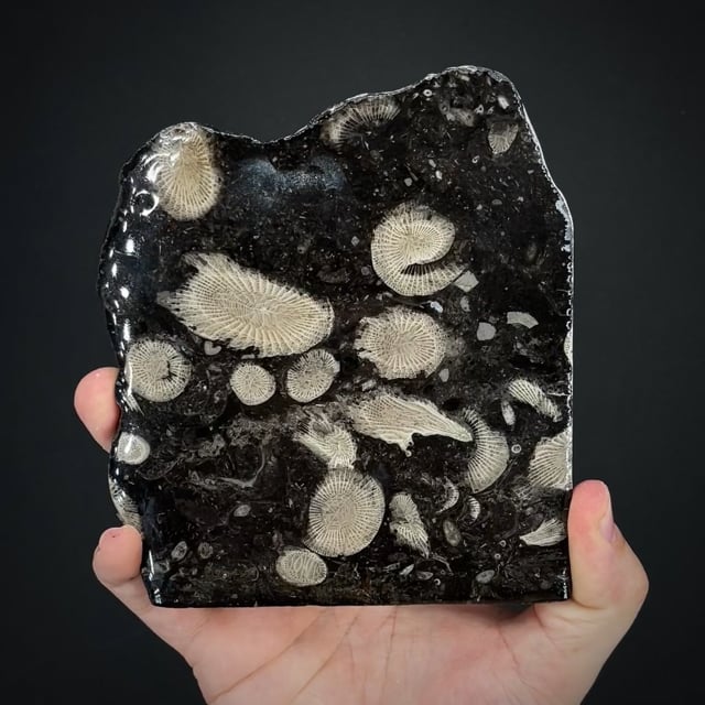 Frosterley Marble slab | Frosterley, Weardale, Co. Durham, England