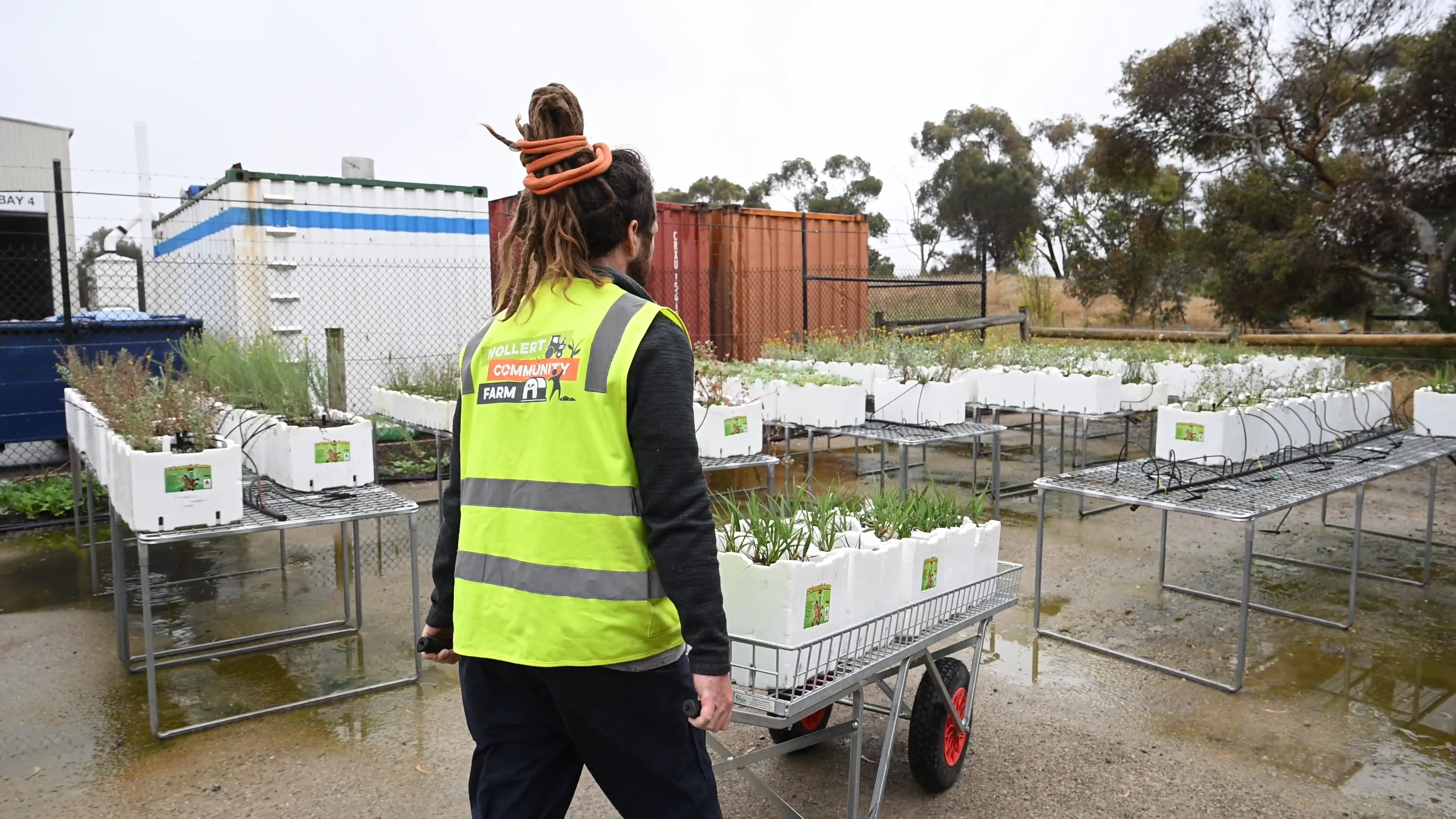 Seed Harvesting with nugal biik Plants and Seeds