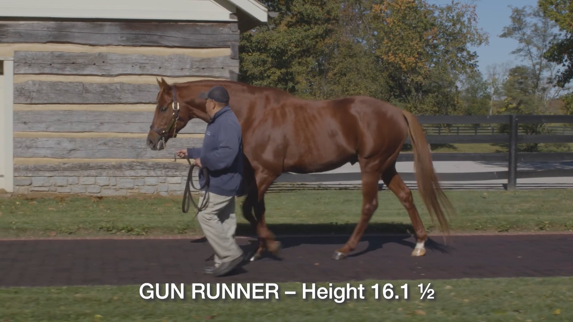 Gun Runner - Three Chimneys Farm
