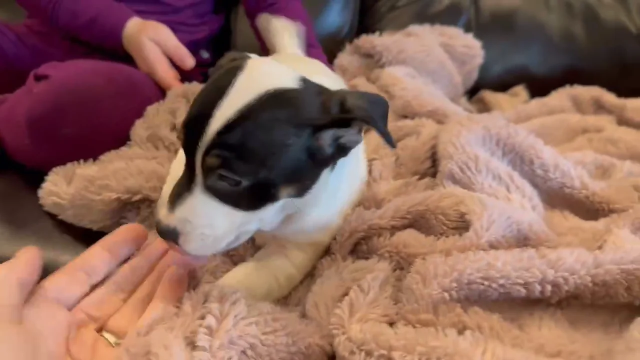 Benji - Jack Russell Terrier puppy for sale on Vimeo