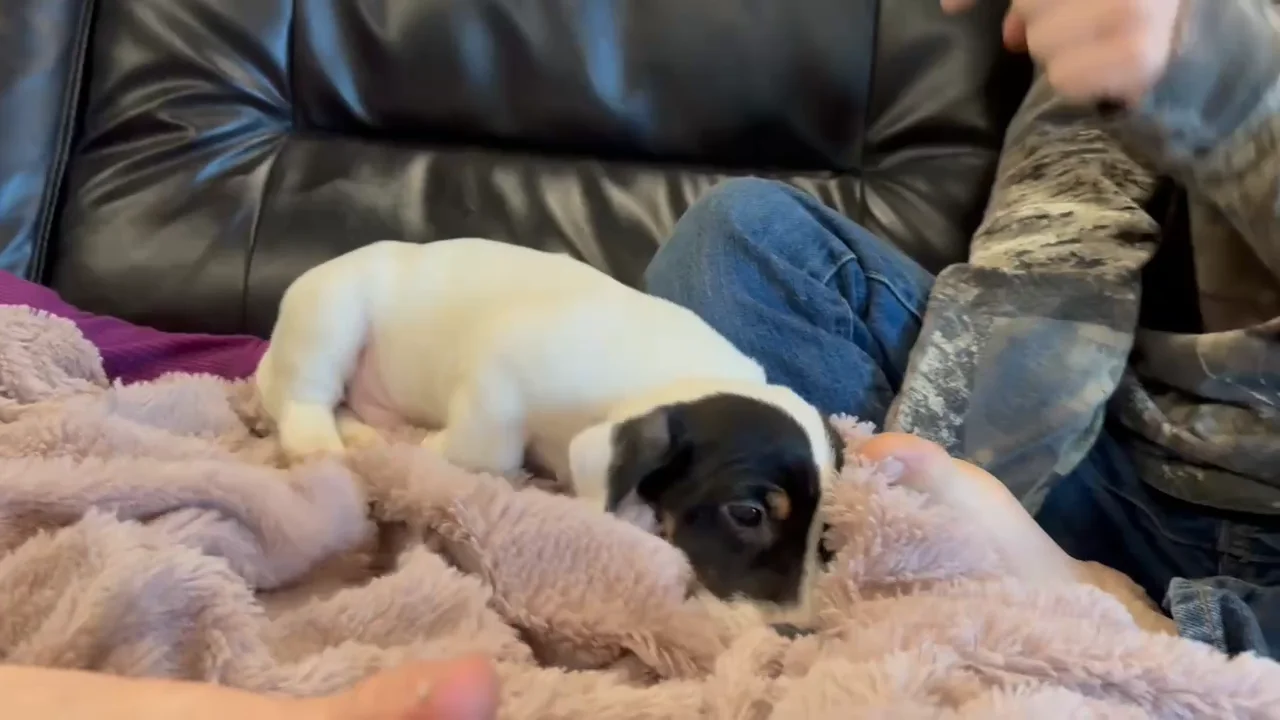 Benji - Jack Russell Terrier puppy for sale on Vimeo