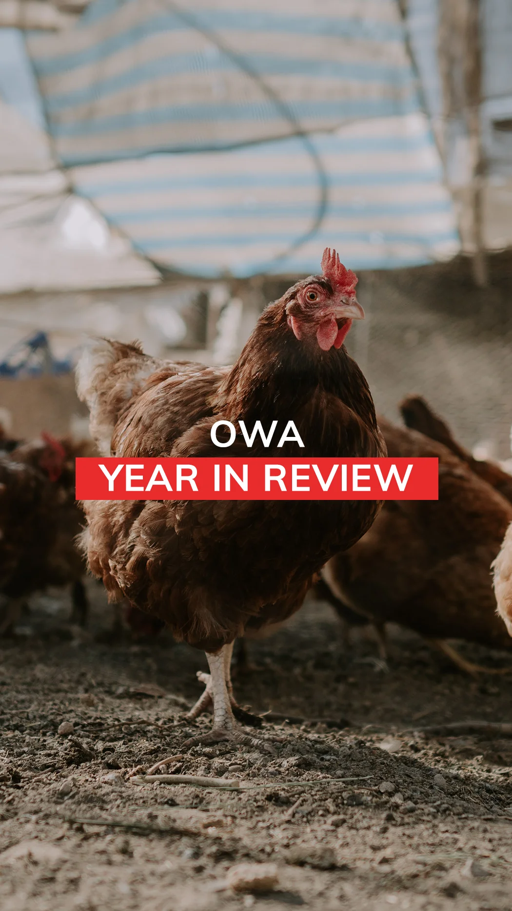 Open Wing Alliance 2023 Year in Review