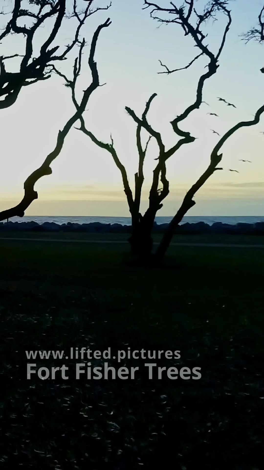 Fort Fisher Trees on Vimeo