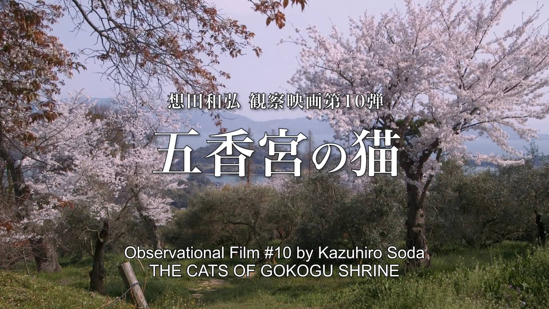 Trailer - The Cats of Gokogu Shrine on Vimeo