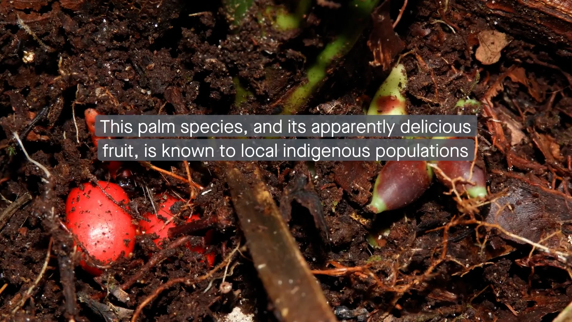 Hiding in plain sight: The underground palm Pinanga subterranea on Vimeo