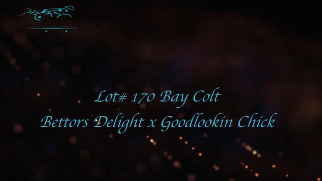 Lookin Snazzy | National Yearling Sale, Christchurch | NZB Standardbred ...