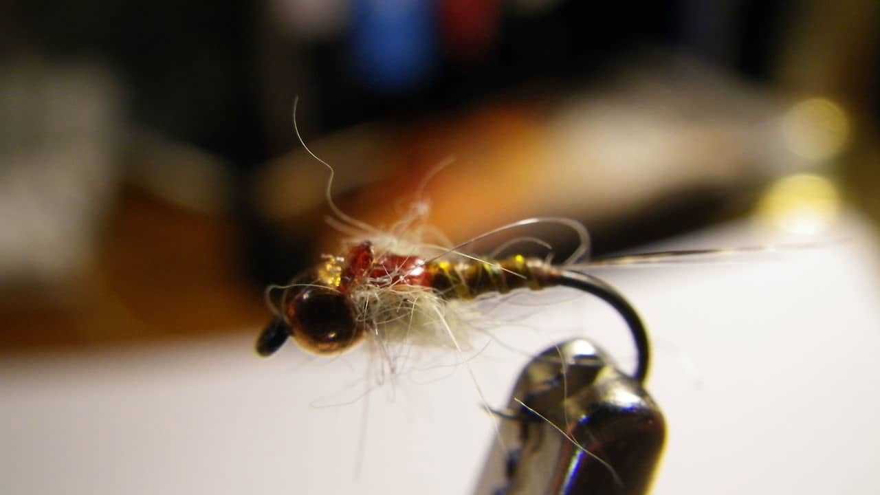 PMD Nymph on Vimeo