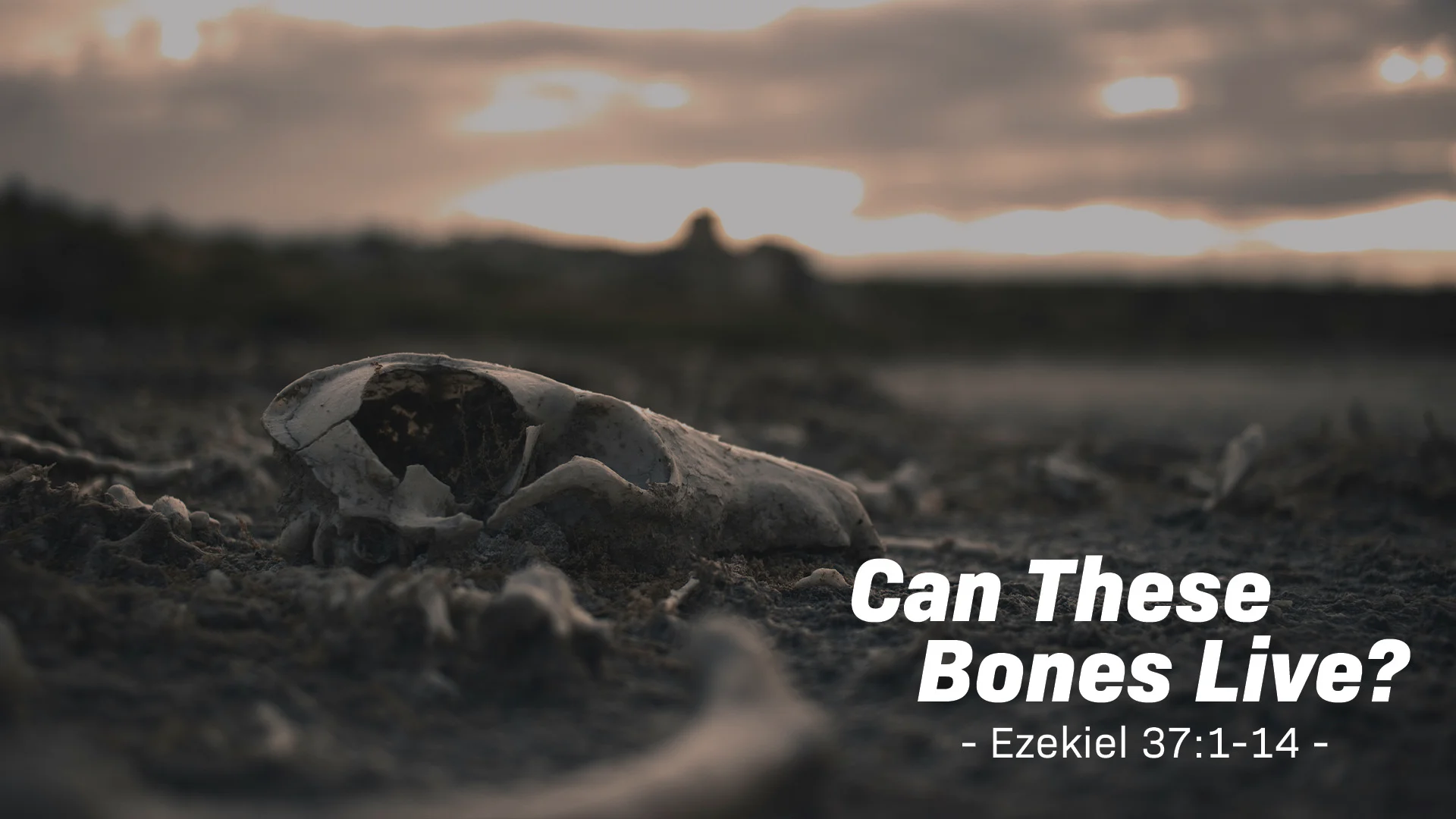 Can These Bones Live? on Vimeo
