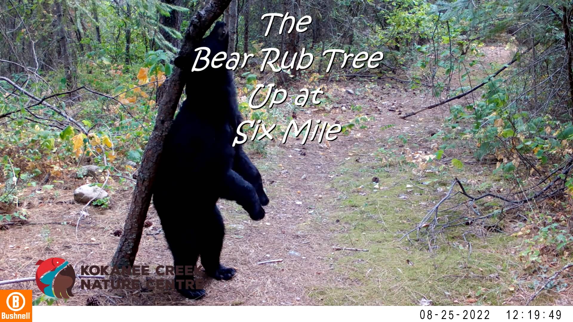 Bear Rub Tree up at Six Mile on Vimeo