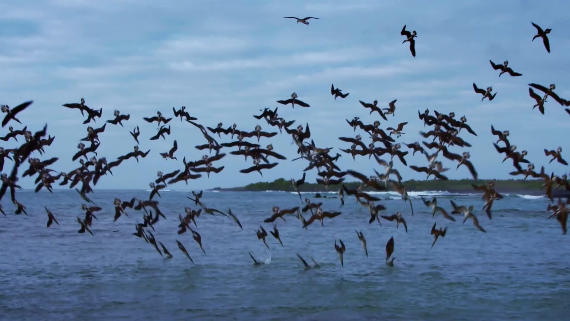 Watch Wild Battlegrounds Online | Vimeo On Demand on Vimeo