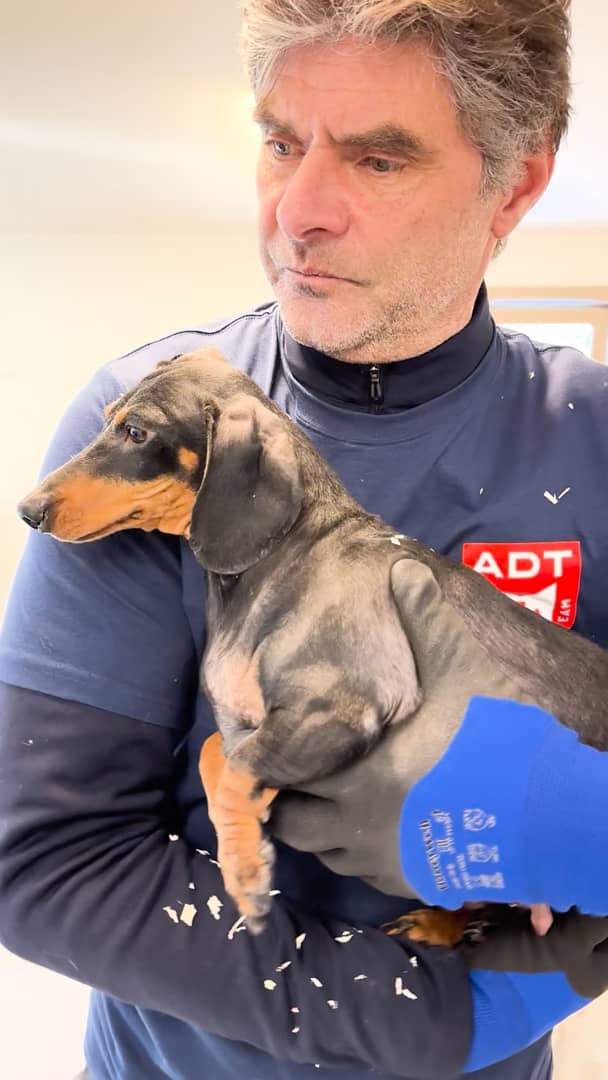 ADT: meerdere honden in beslag genomen bij veroordeelde broodfokker in ...