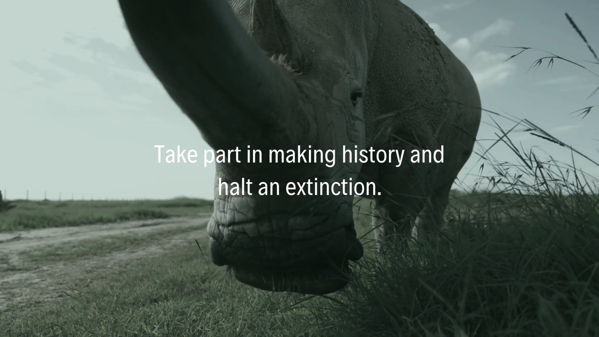 Take Part in History, Rewind Rhino Extinction | Videos & Movies on Vimeo