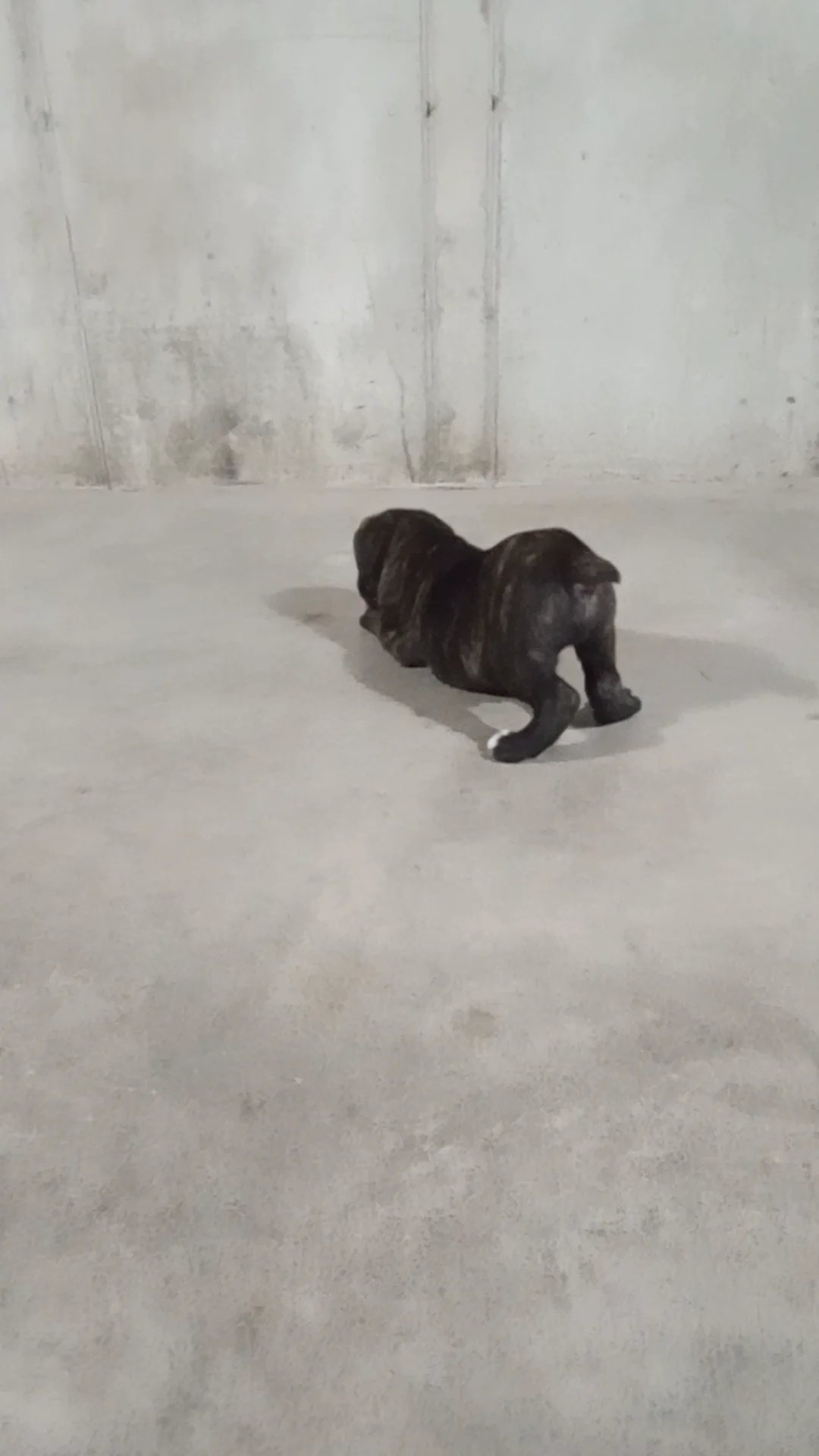 Archimedes - Cane Corso Mastiff puppy for sale on Vimeo