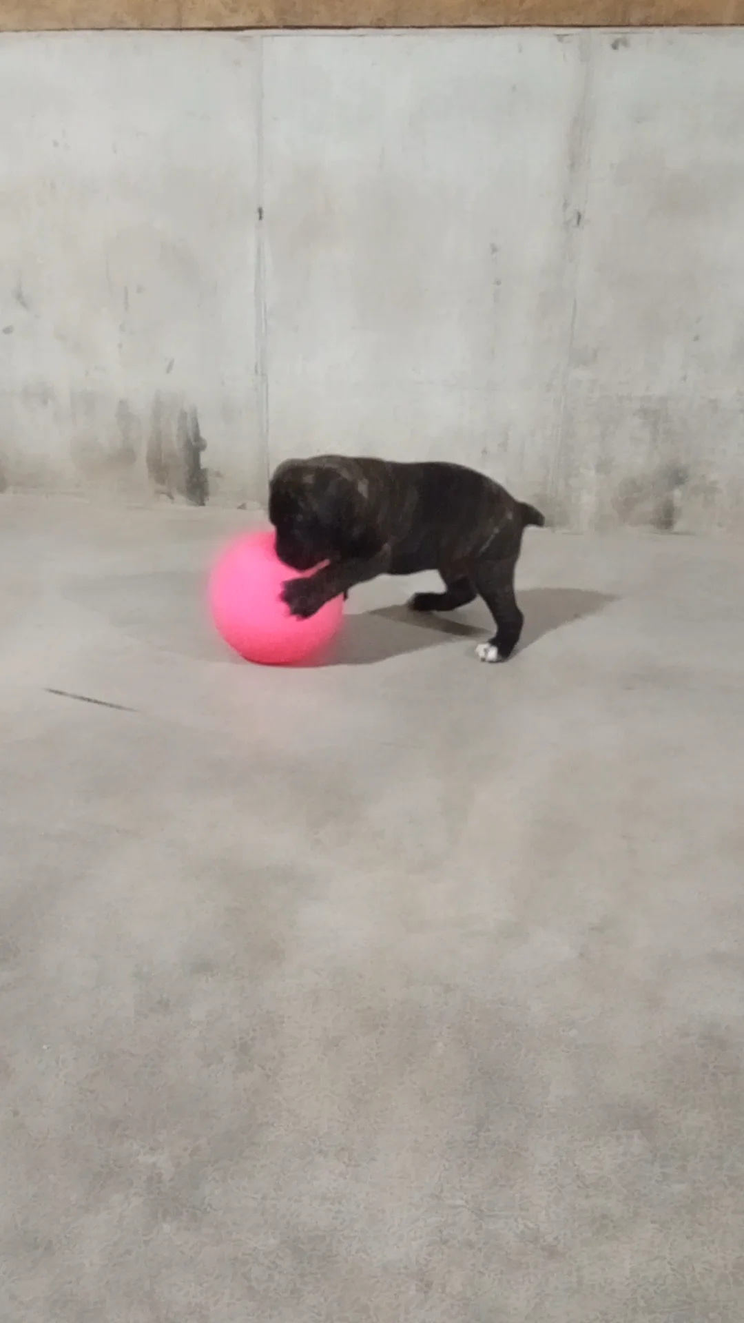 Archimedes - Cane Corso Mastiff puppy for sale on Vimeo