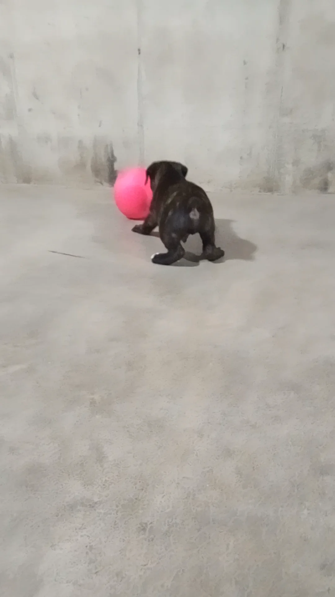 Archimedes - Cane Corso Mastiff puppy for sale on Vimeo