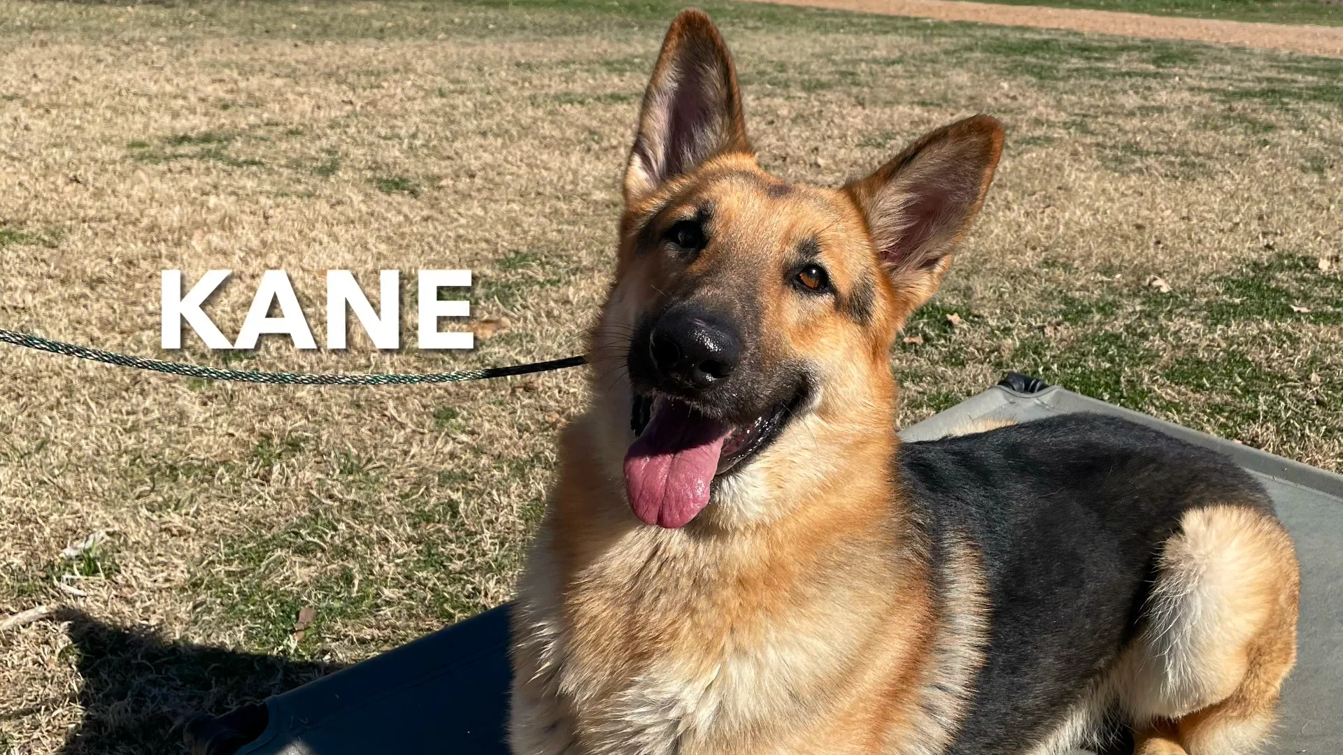 T - German Shepherd - Kane