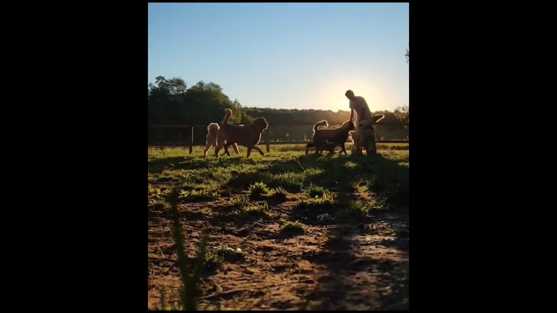 All Dogs Welcome at Colin Hunter Dogs