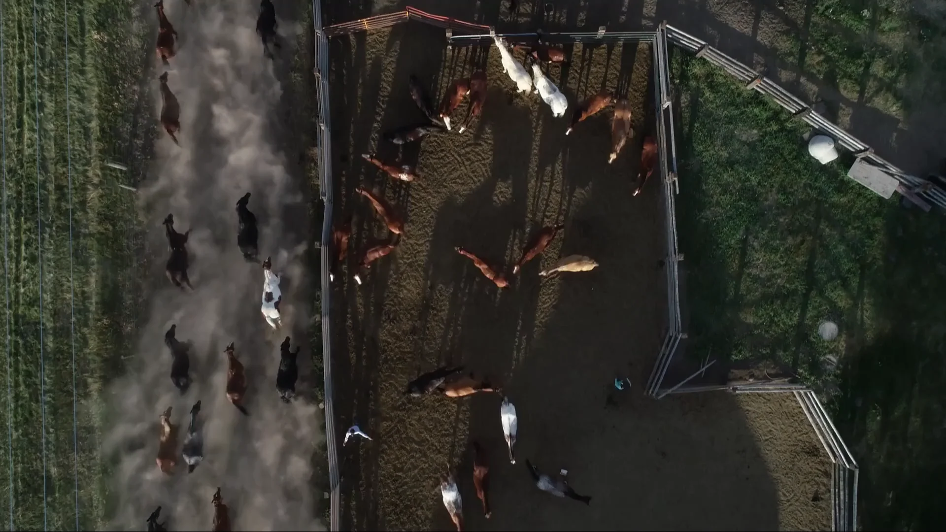 Yellowstone Diamond P Ranch Reel