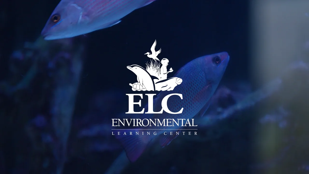 ELC | Appeal Video on Vimeo