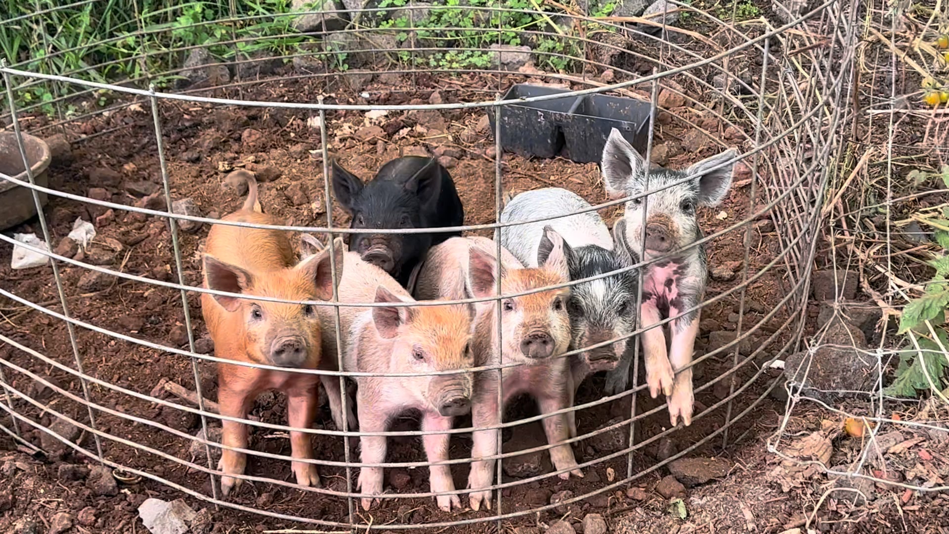 Big Island Hog Farm - Big Island Hawaii, Pigs, Livestock Dealer