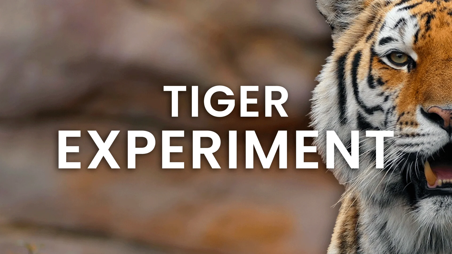 The Tiger Experiment