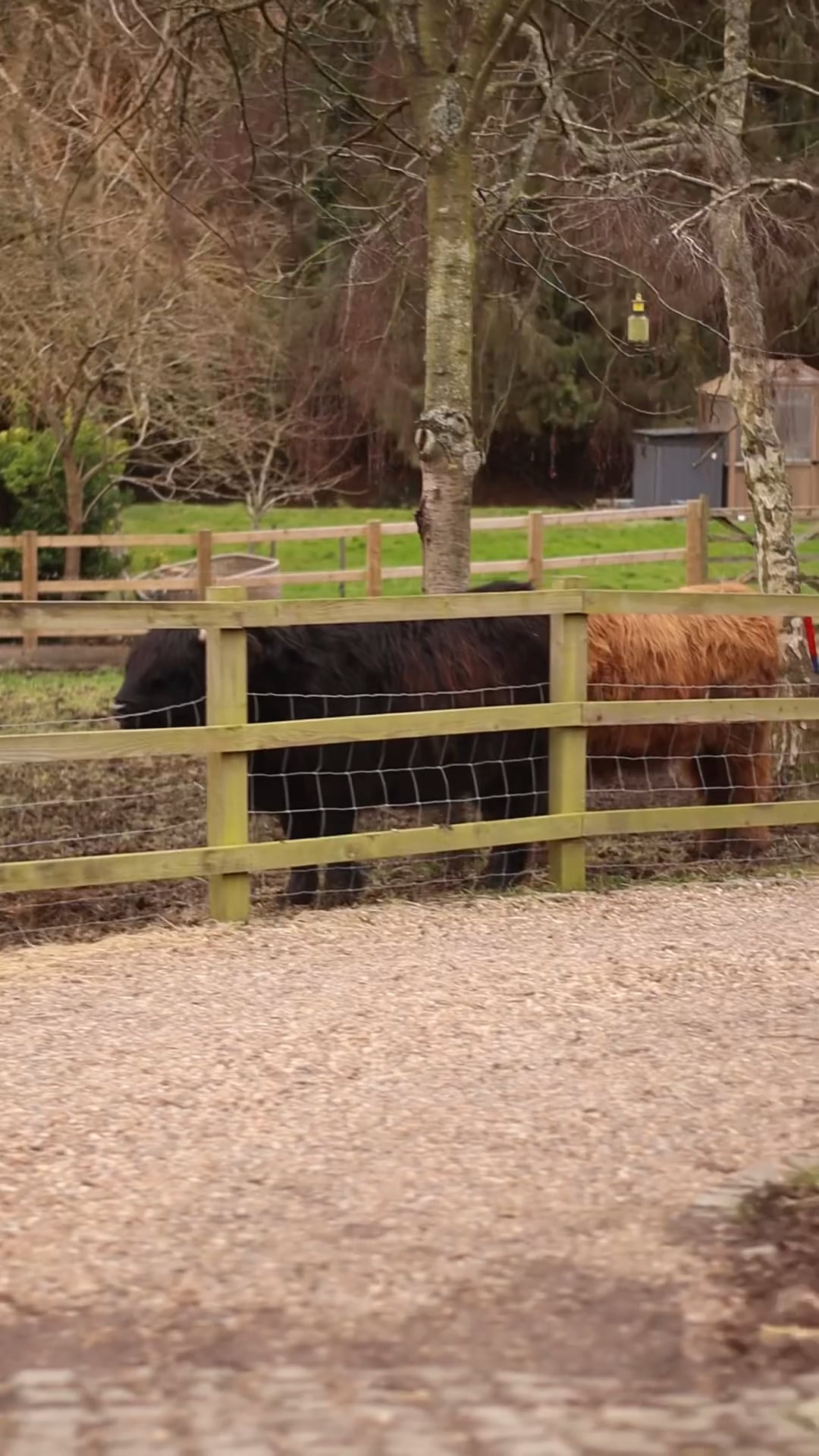 Highland Cow Cottage Limited