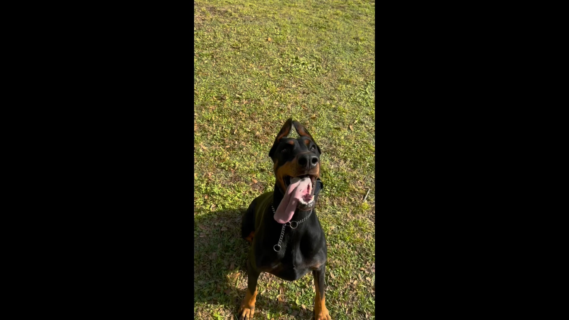 Zonie 2024 Summer Litter
