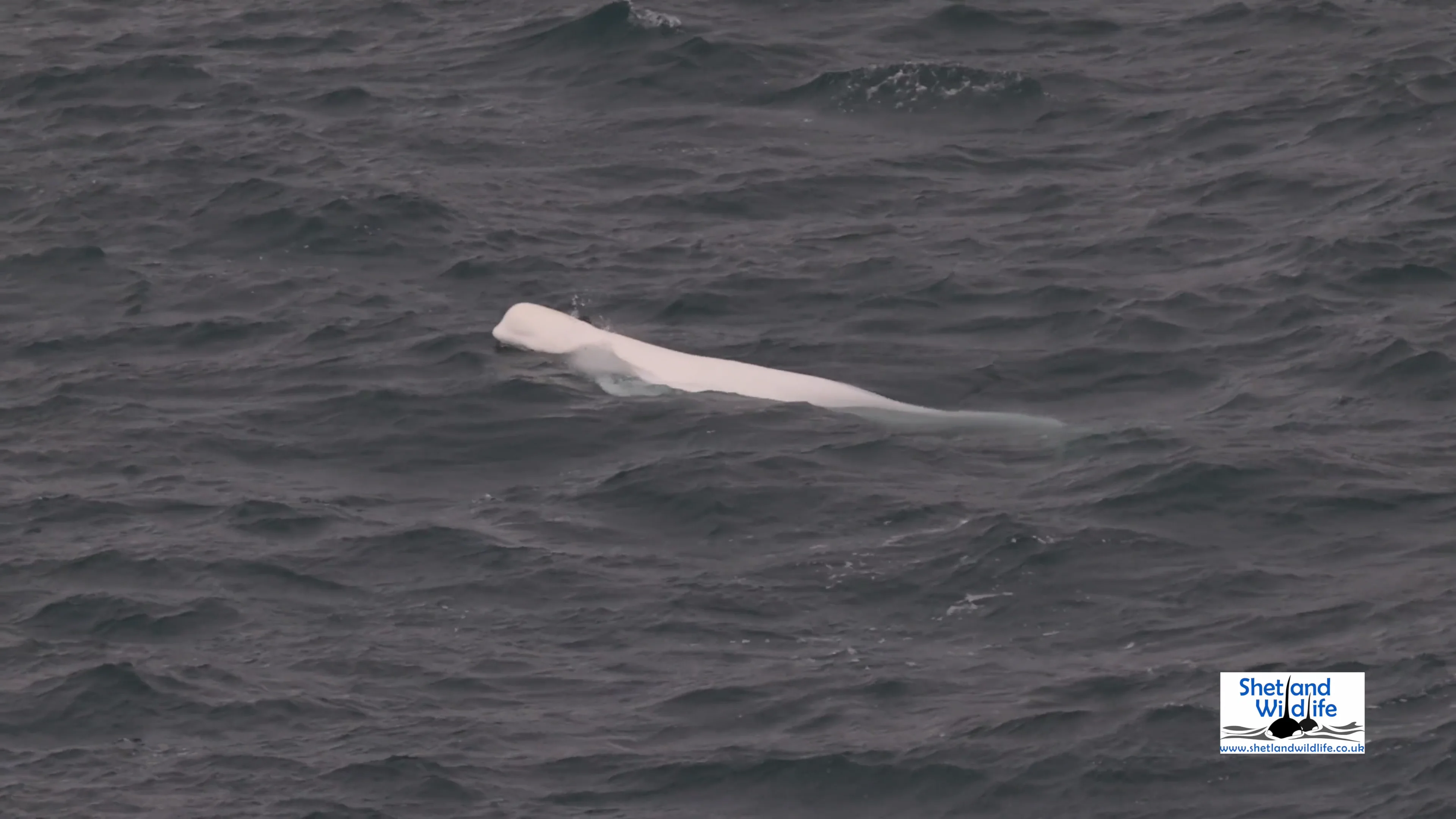 Beluga Whale, Shetland by Hugh Harrop in Shetland Wildlife TV on Vimeo
