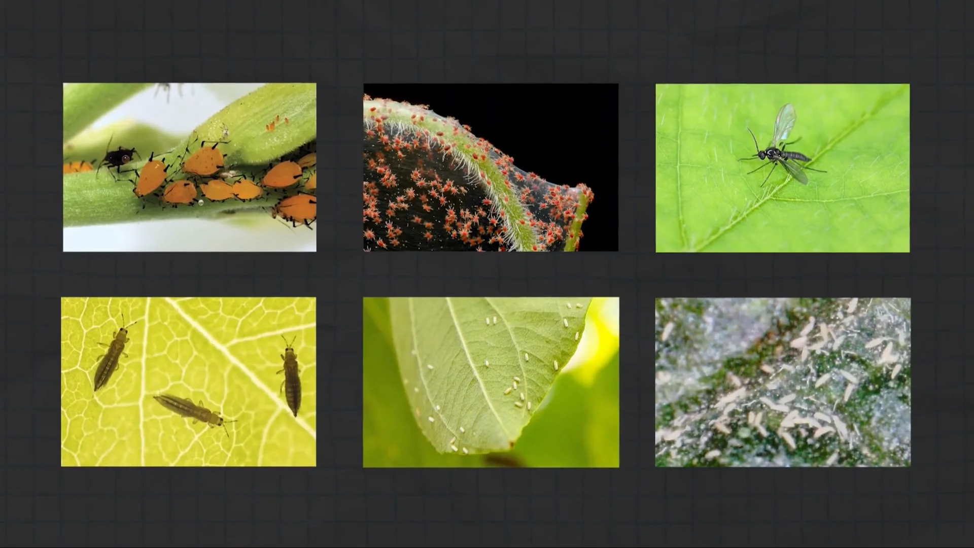 How To Use OrganiShield on Vimeo