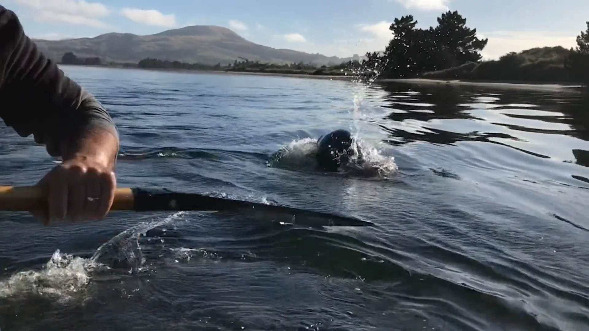 Sharing the moana with pakake on Vimeo