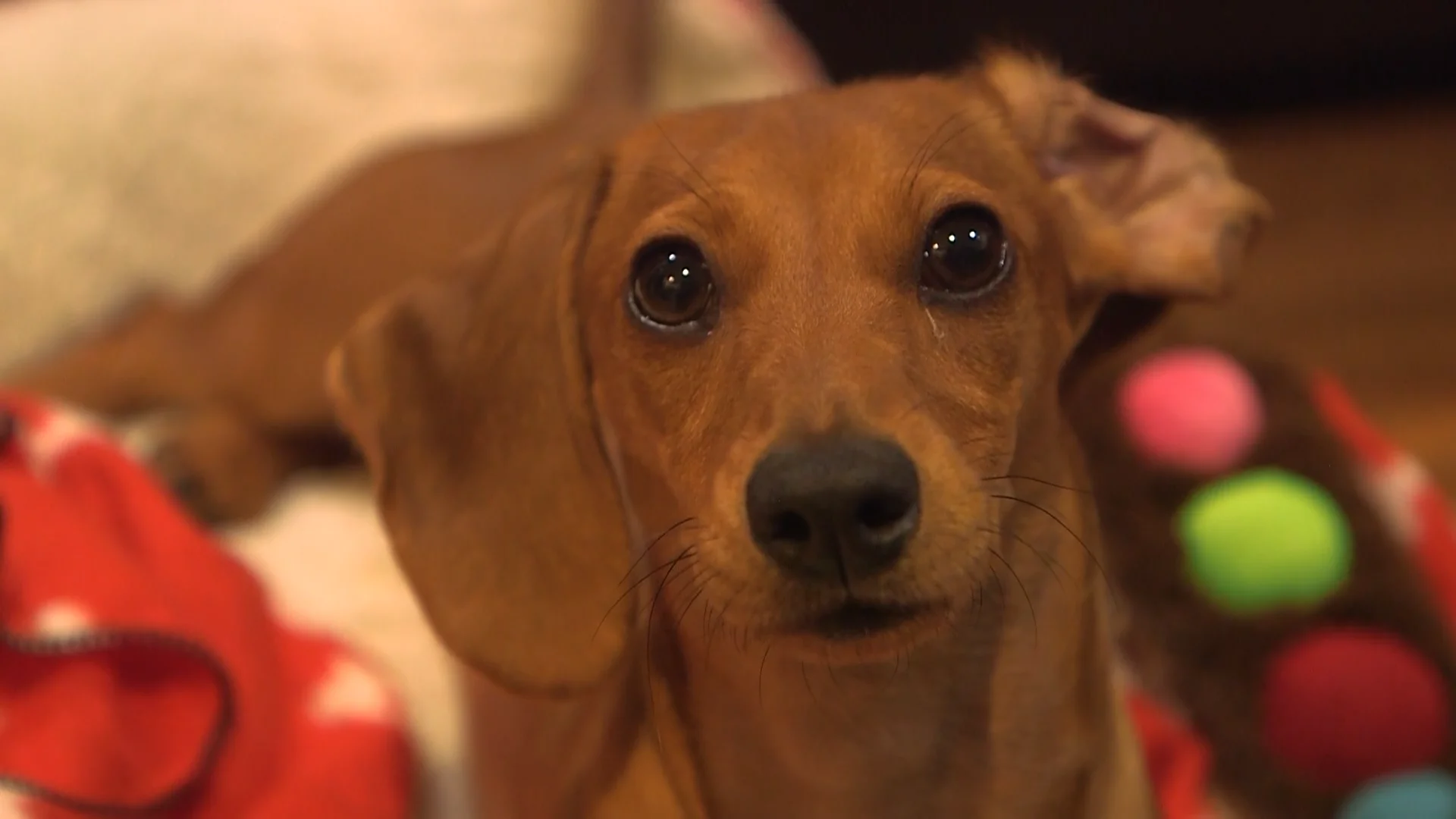 Overcrowding in New Jersey's animal shelters on Vimeo