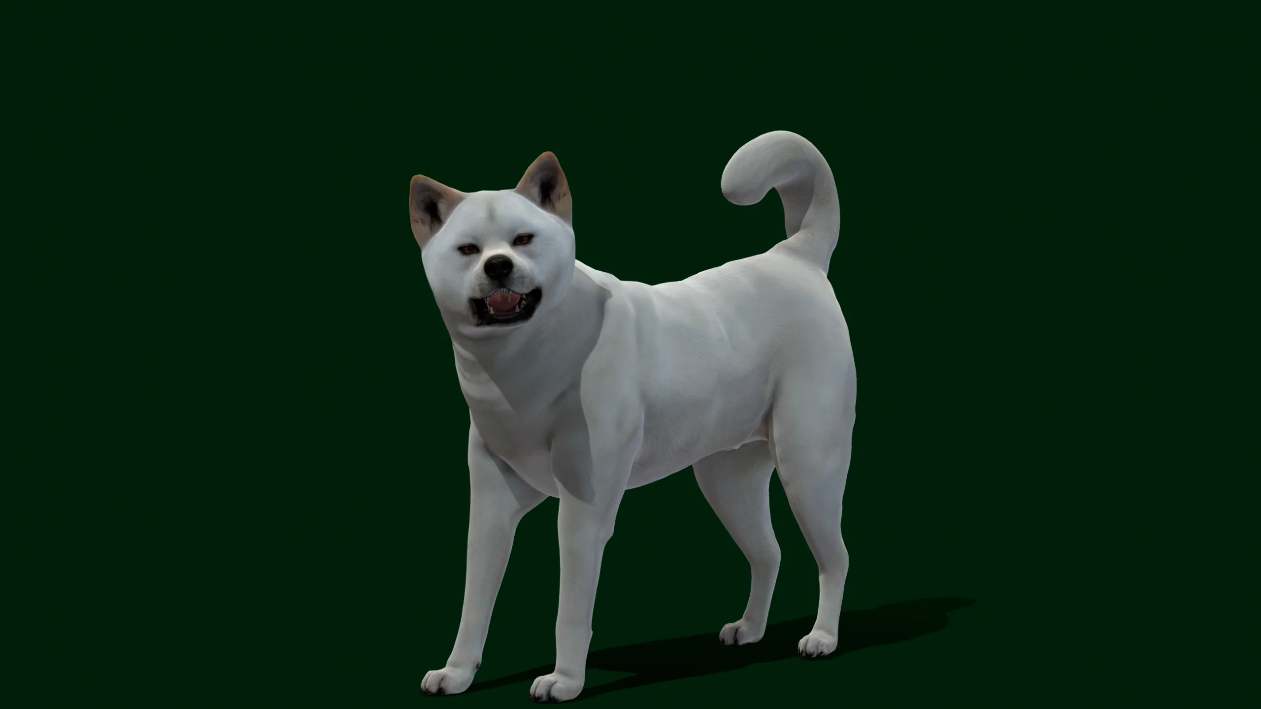 Kishu Inu Japan Dog Breed 3D Model on Vimeo