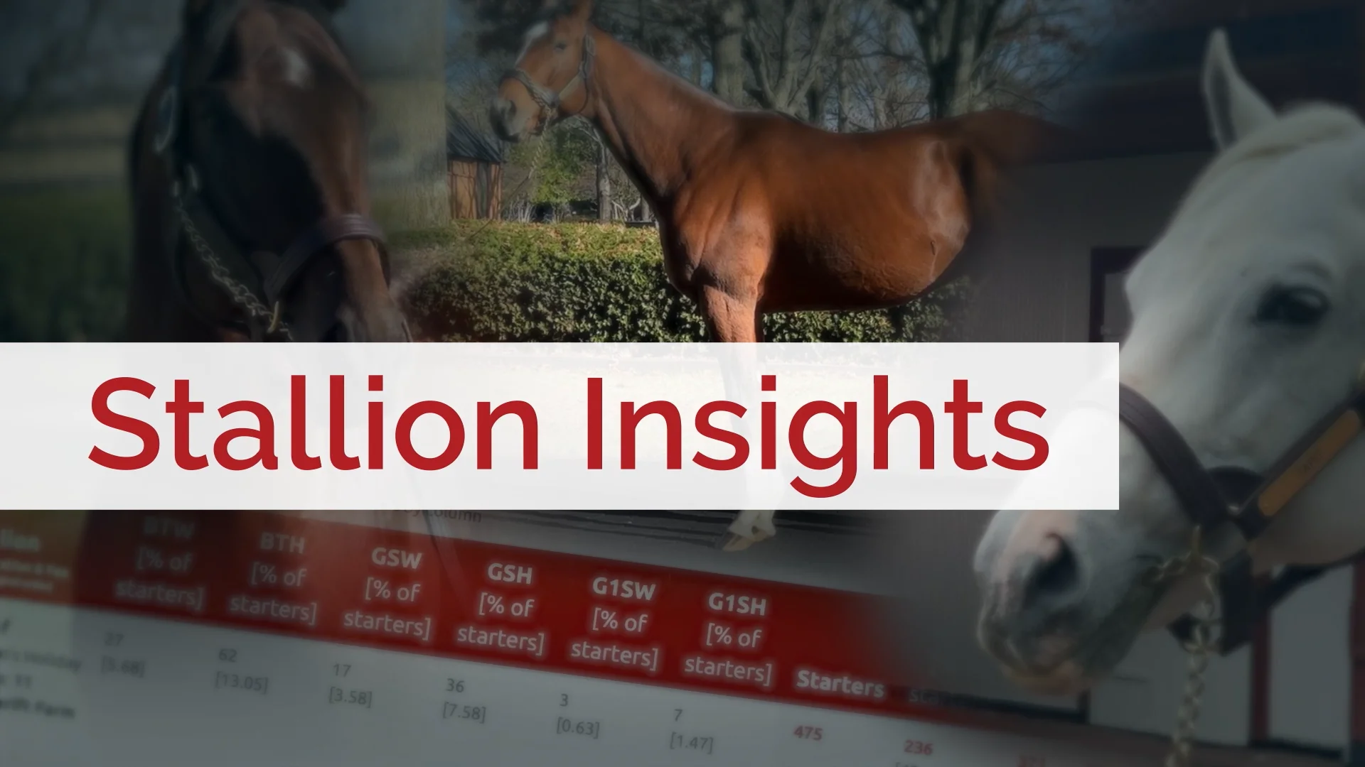 Horse of the Year's First Yearlings are Ready to 'Go' on Vimeo