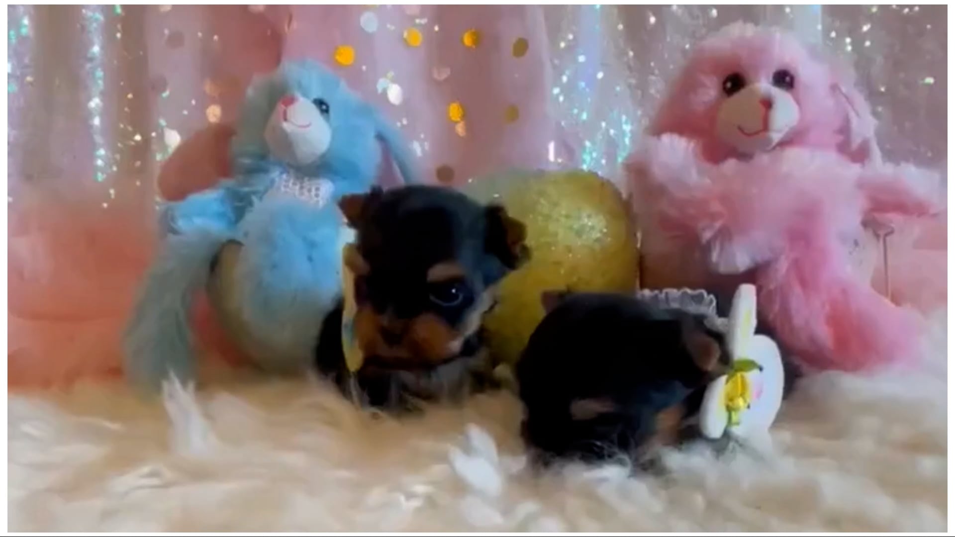 Extreme Baby Doll Yorkies -Extreme Babydoll Yorkie - Yorkies in Maryland