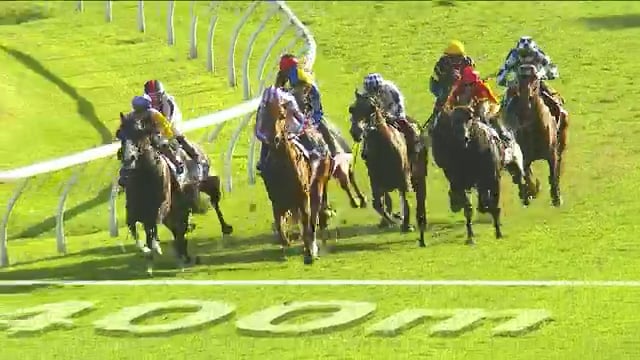 Star Turn - Stallion | Breednet