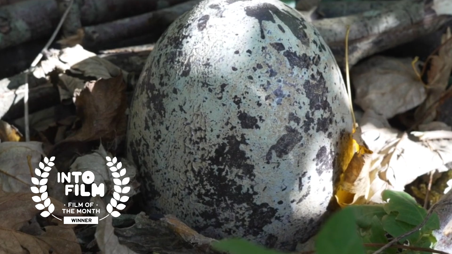 News & Views - 'Extinct' is our latest of Film of the Month - News ...