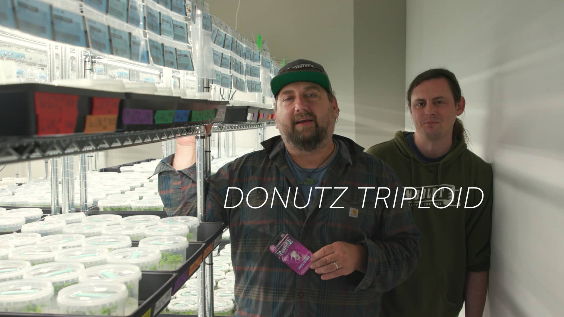 DONUTZ TRIPLOID_V02_1 on Vimeo