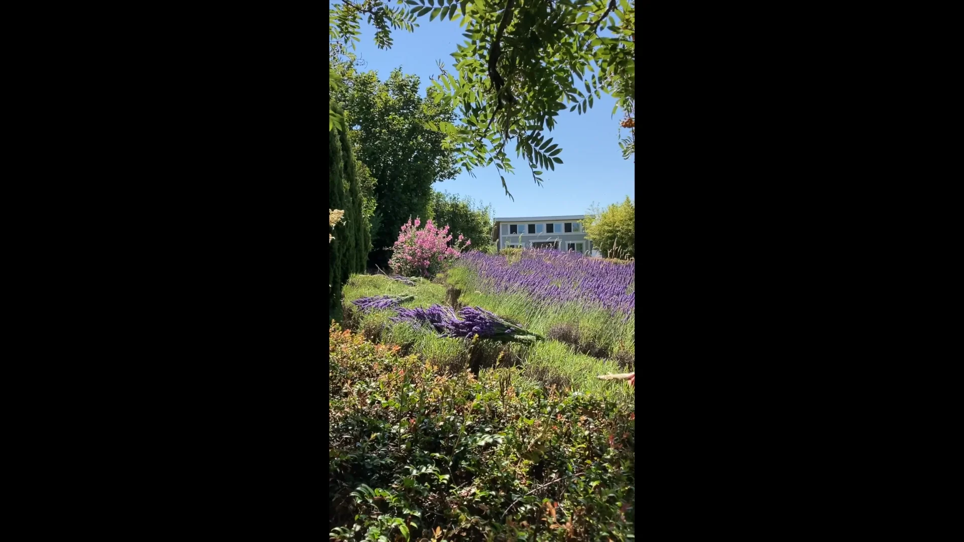 lavender harvest on Vimeo