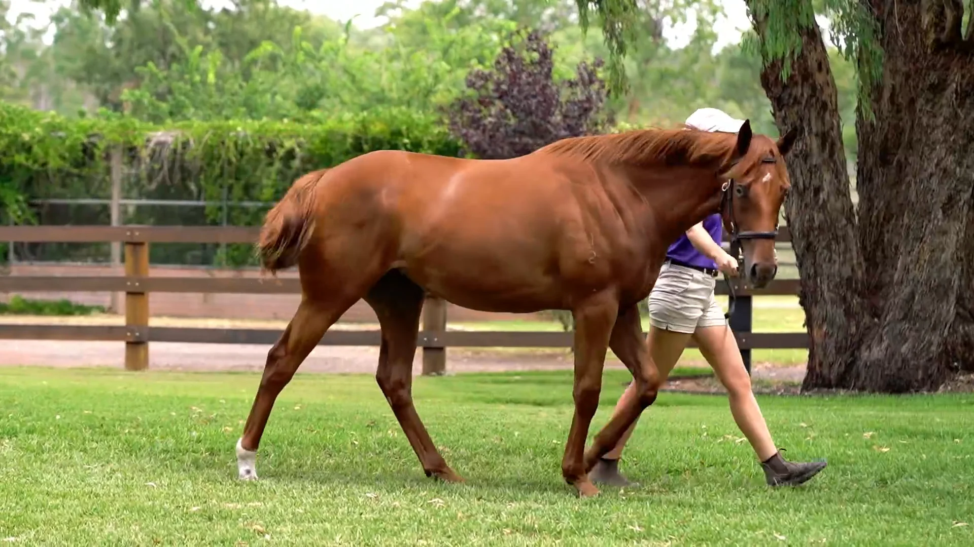 Lot 523 Harry Angel x Nicked and Court Filly on Vimeo