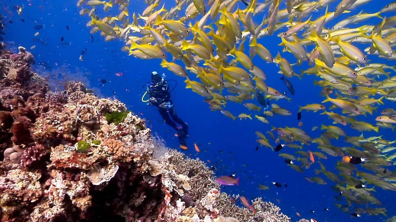 Diving the Ribbon Reefs on Australia's Great Barrier Reef on Vimeo
