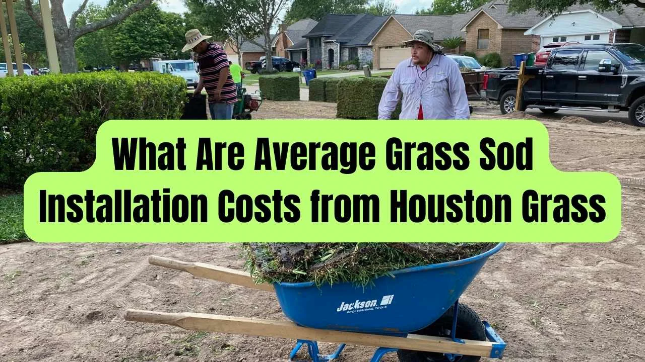 Sod installation cost store