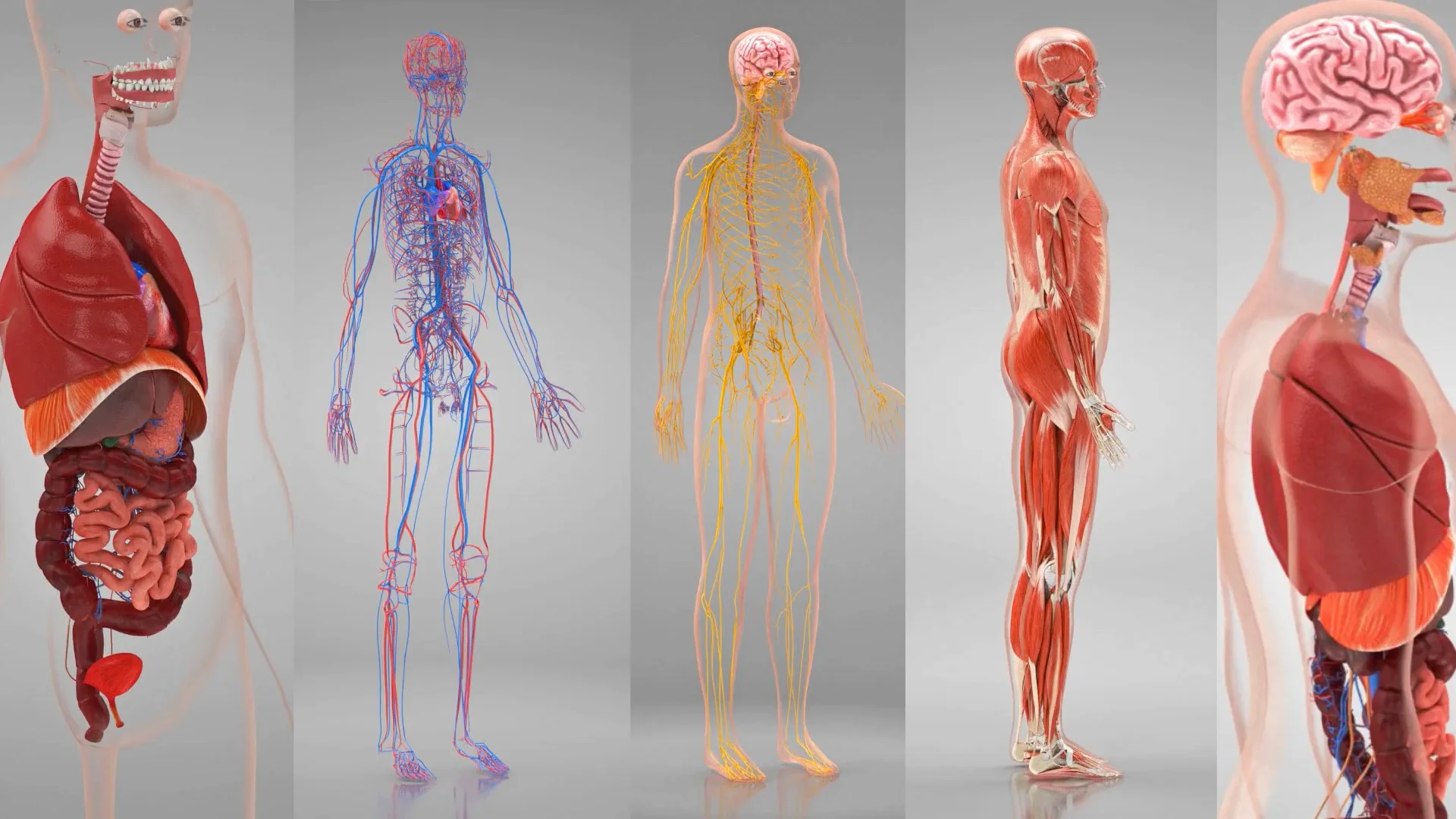 Human Anatomy Kit s2 on Vimeo